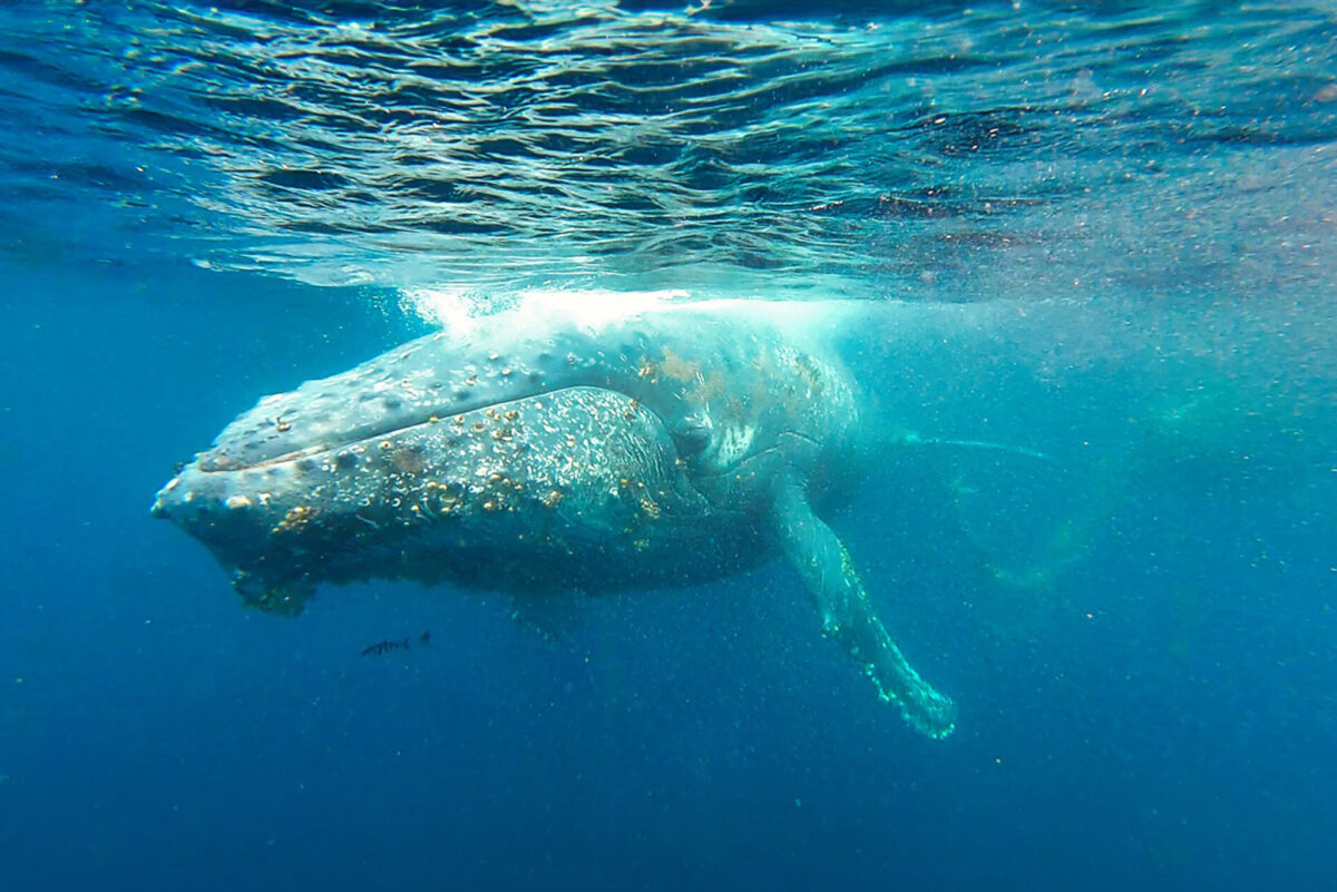 STAPEM Offshore - Sustainable services